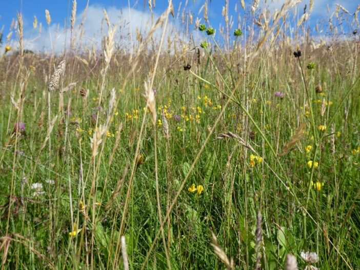Farmers creating B-Lines for pollinators