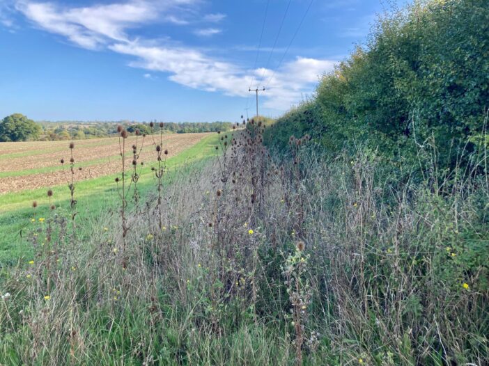 Celebrating National Hedgerow Week