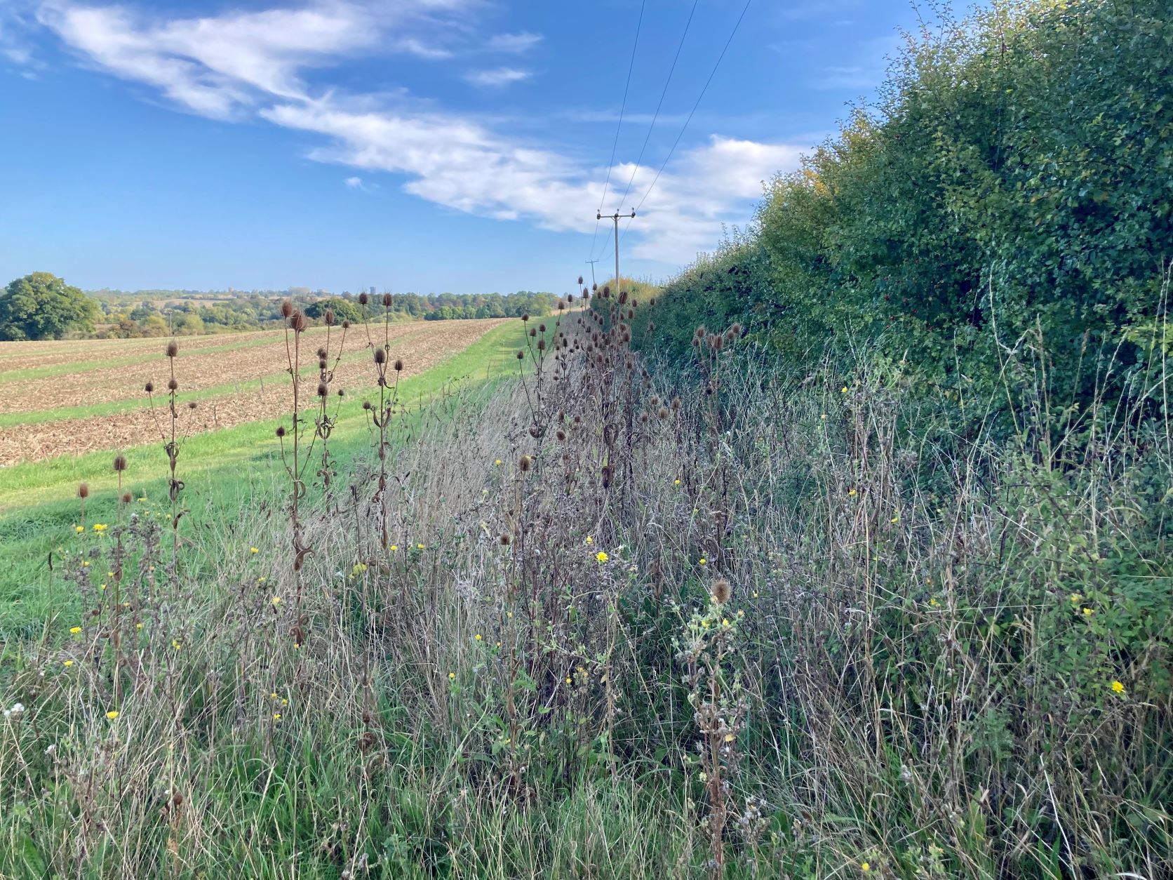 Celebrating National Hedgerow Week