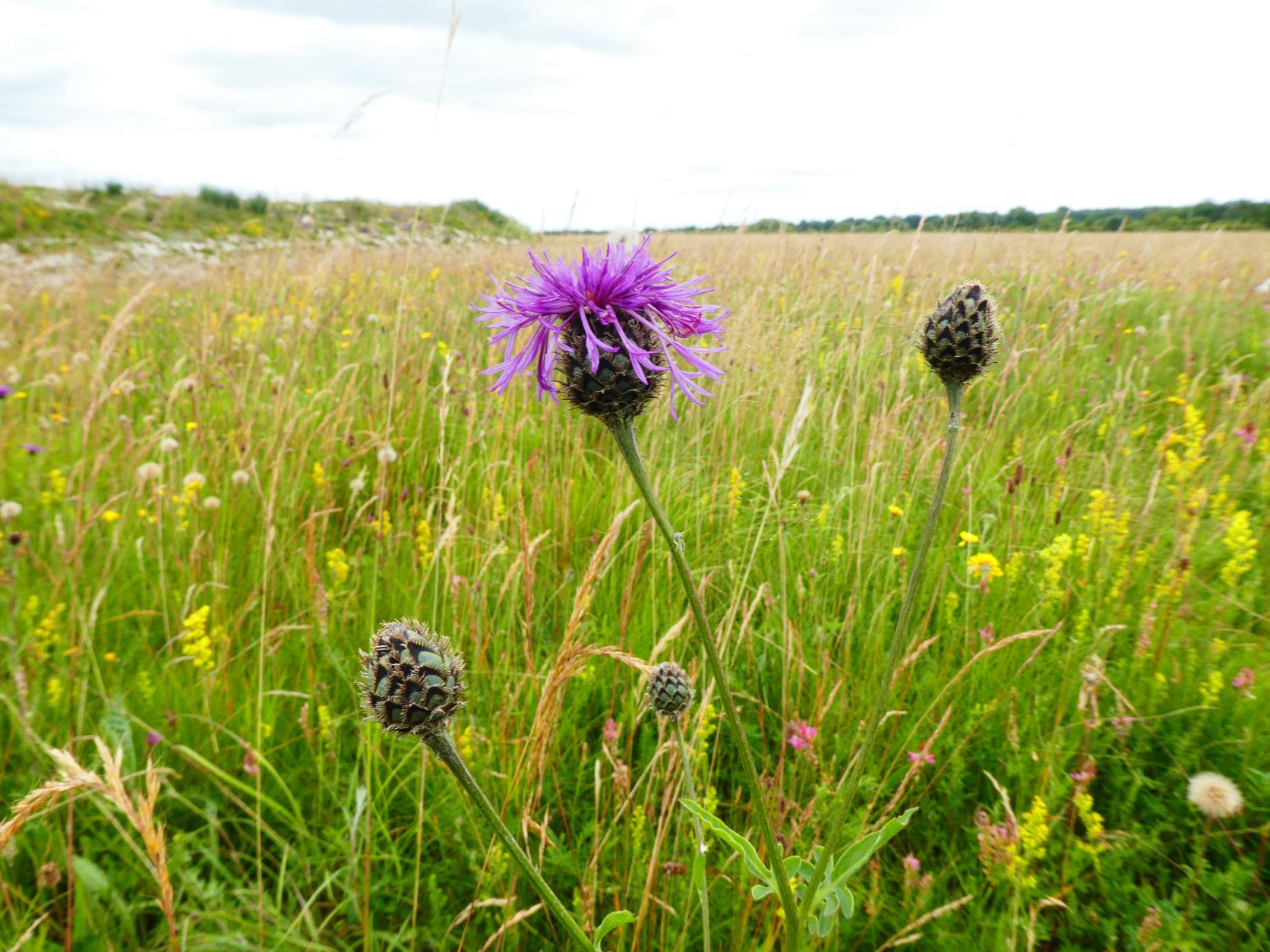 Forget me not: the importance of COP 15