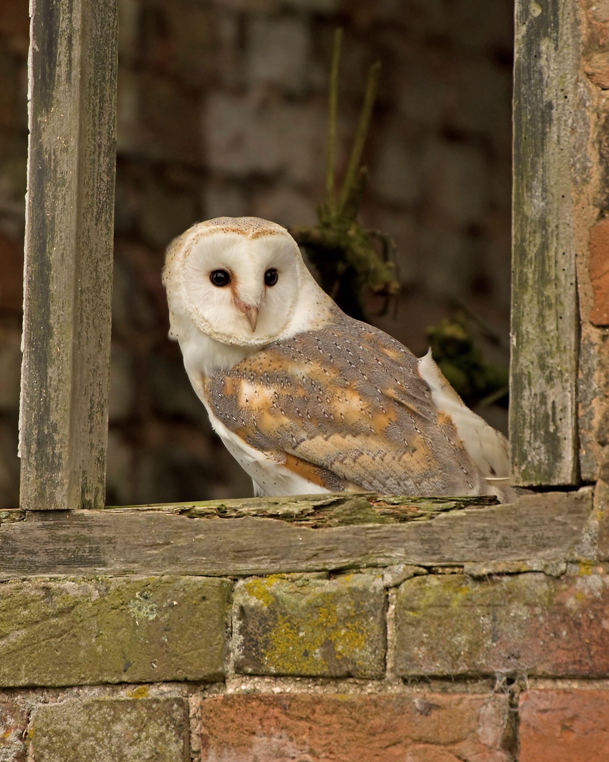 Barn Owls at Summerdown